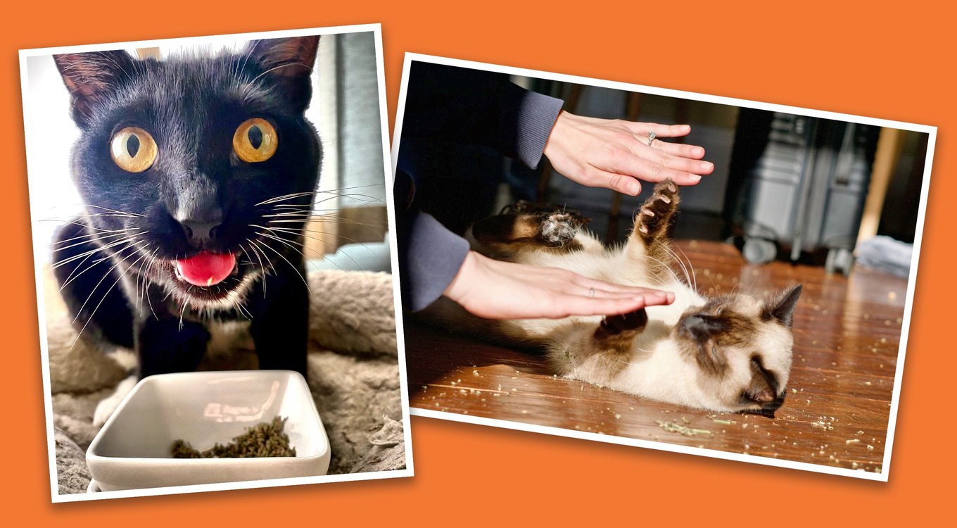 MEOWIJUANA Refillable Get Buzzed Catnip Bee Cat Toy - Chewy.com