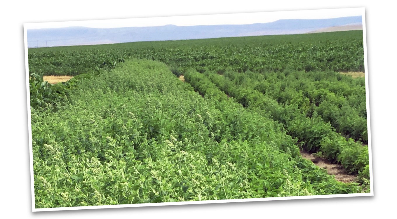 MEOWIJUANA Refillable Get Buzzed Catnip Bee Cat Toy - Chewy.com