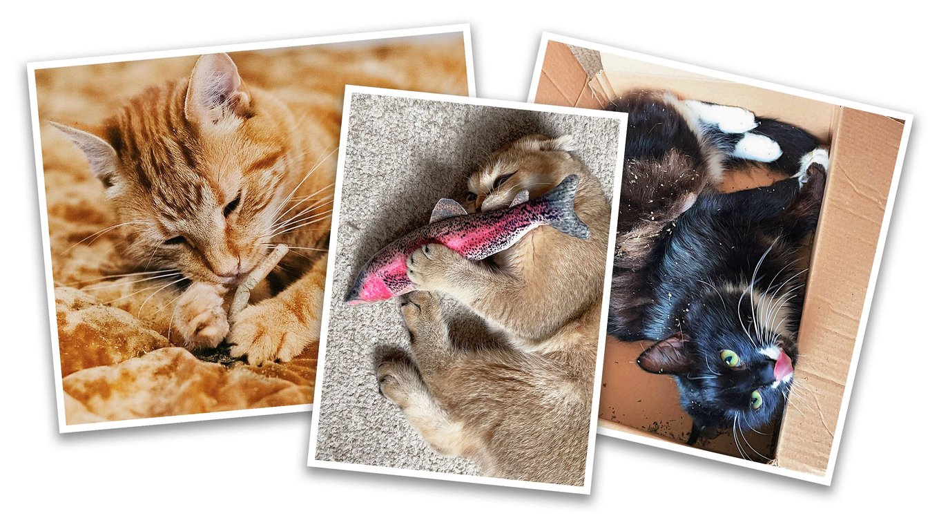 MEOWIJUANA Refillable Get Buzzed Catnip Bee Cat Toy - Chewy.com