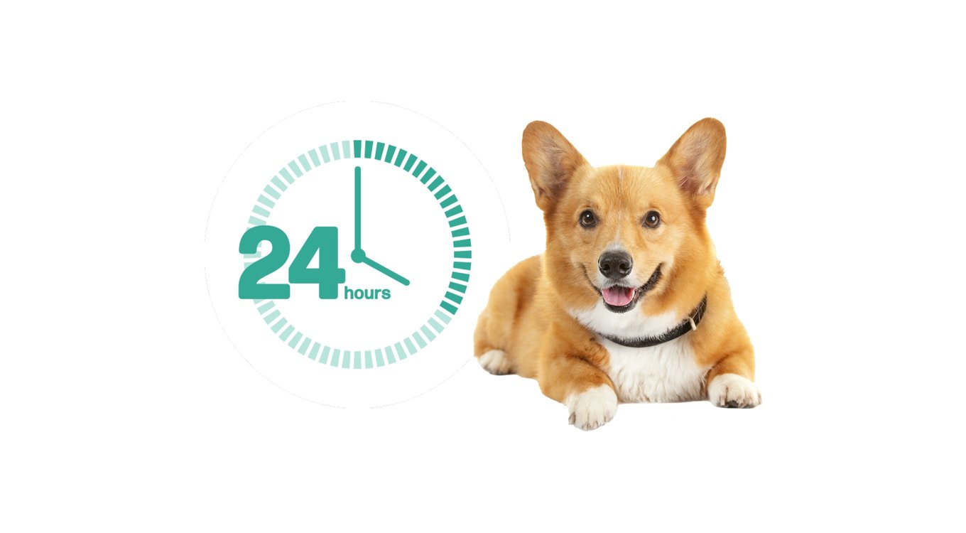 APOQUEL (oclacitinib chewable tablet) Chewable for Dogs, 5.4mg - Easy ...