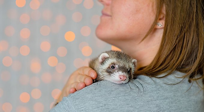 N-BONE Bacon Flavor Chew Sticks Ferret Treat, 3.74-oz bag - Chewy.com