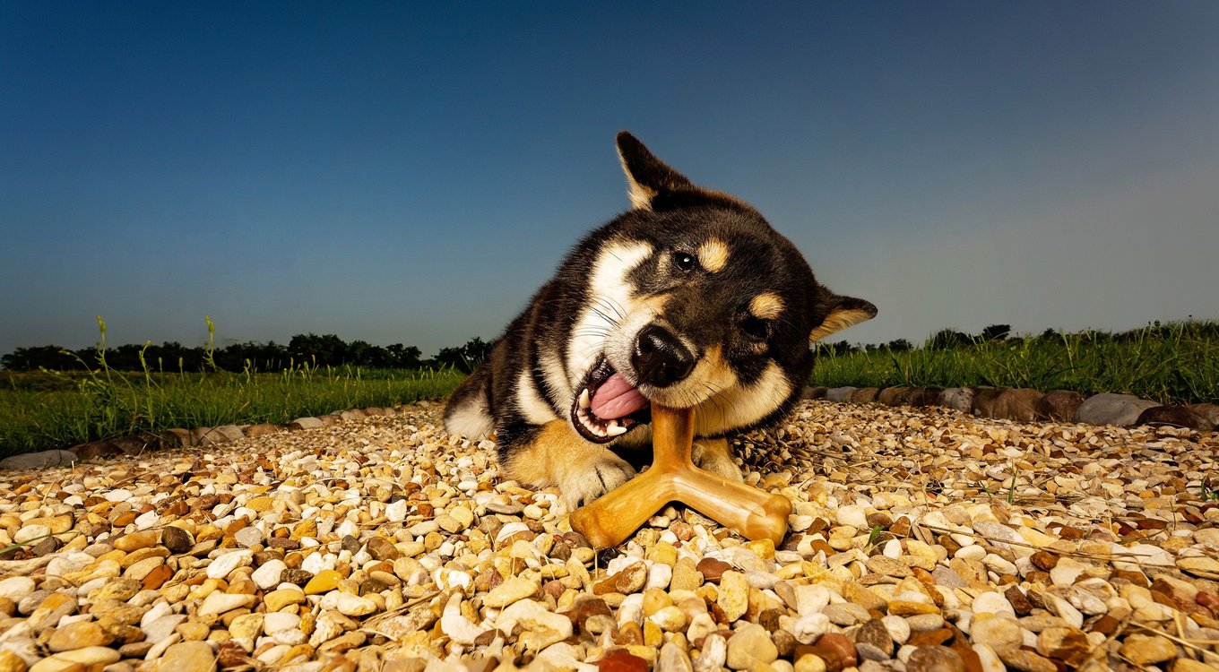 N-BONE Quado Interactive Bacon Flavored Medium Dental Dog Treat - Chewy.com