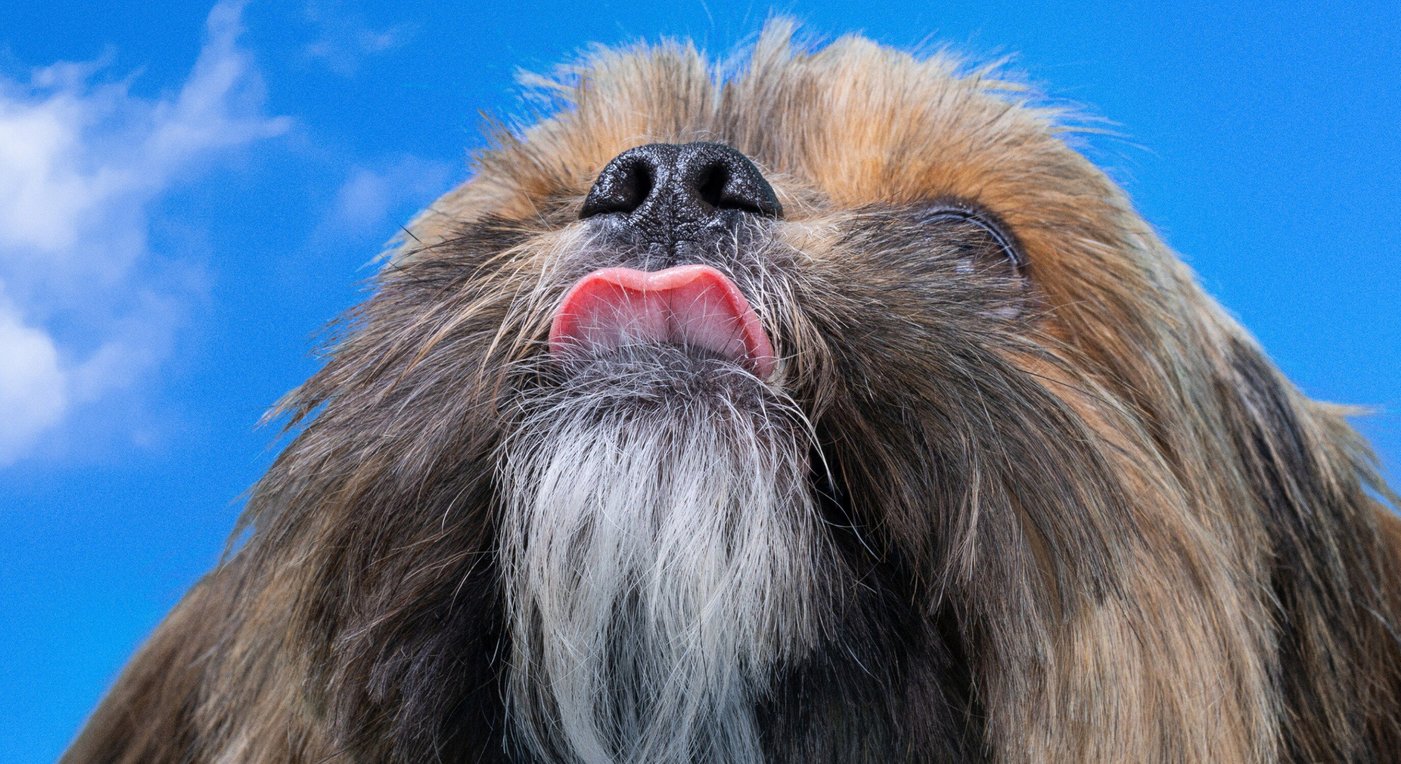 NATIVE PET The Daily Powder 11-in-1 Multivitamin Supplement for Dogs ...