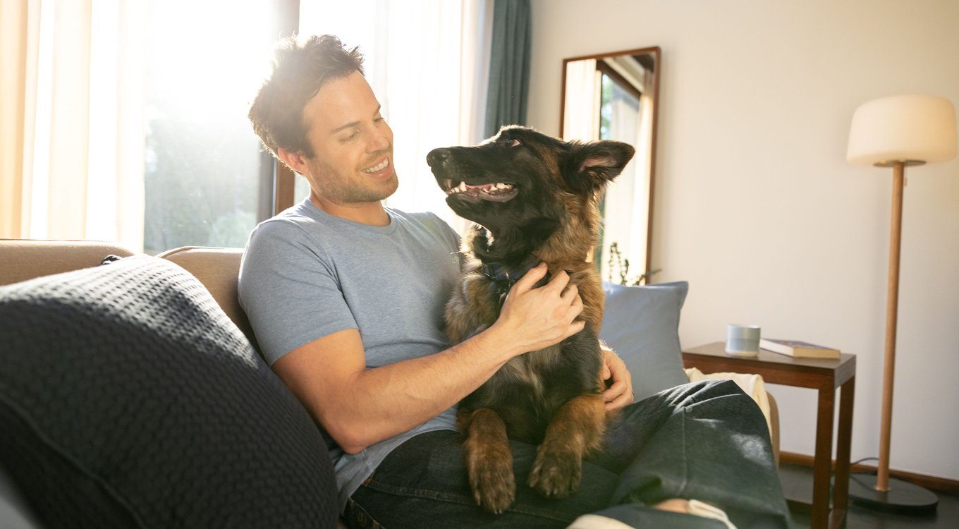 NEXGARD PLUS Chewables for Dogs, 8.1-17 lbs. (Green Box) - Easy Refills ...