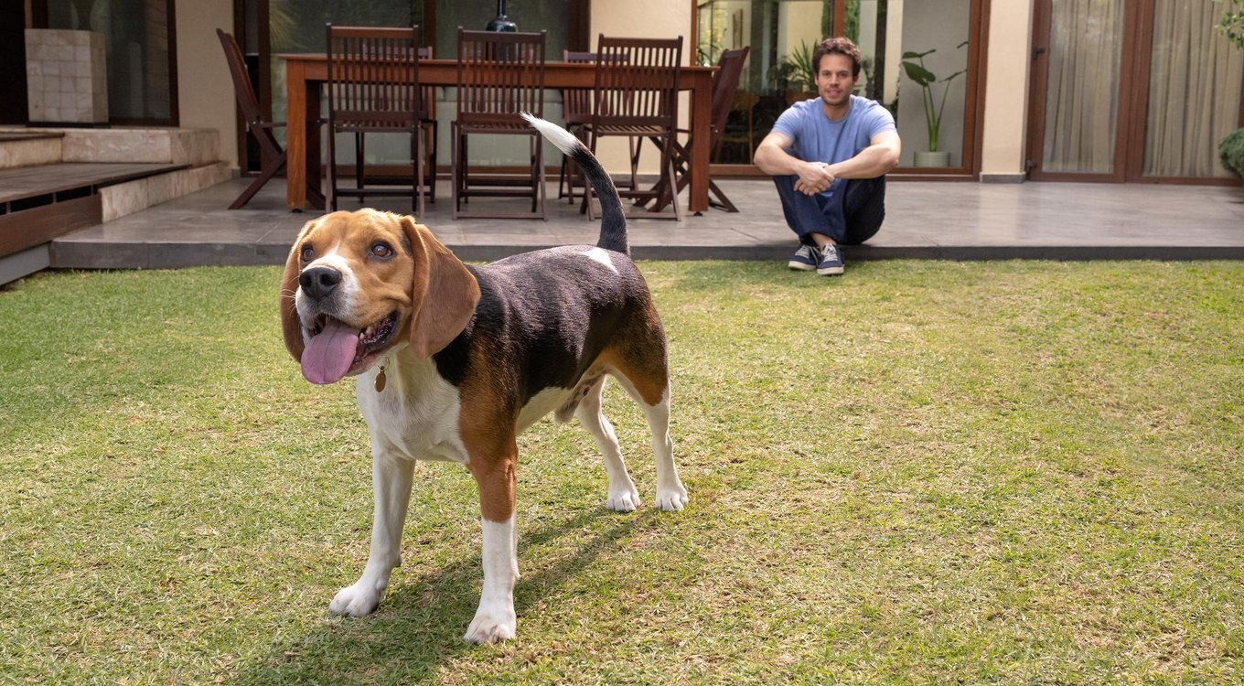 NEXGARD PLUS Chewables for Dogs, 66.1-132 lbs. (Red Box) - Easy Refills ...