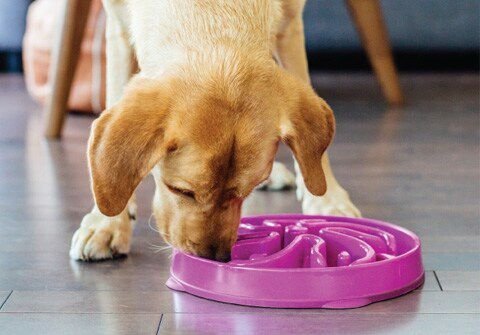 OUTWARD HOUND Tail Teaser with Refill Dog Teaser Toy - Chewy.com