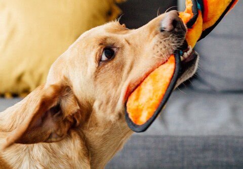 OUTWARD HOUND Tail Teaser with Refill Dog Teaser Toy - Chewy.com