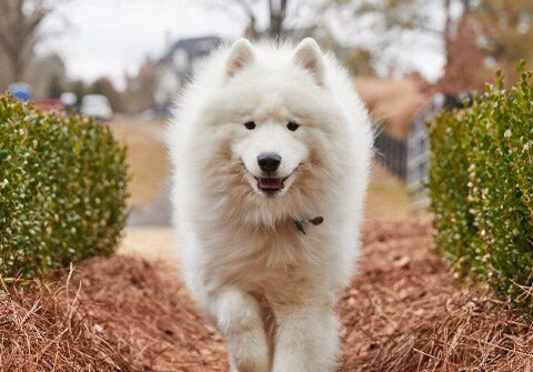 PROZINC (protamine zinc recombinant human insulin) U-40 Injectable for ...