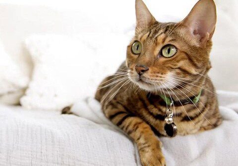 PROZINC (protamine zinc recombinant human insulin) U-40 Injectable for ...