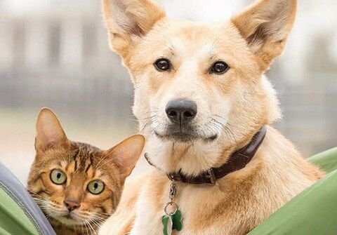 PROZINC (protamine zinc recombinant human insulin) U-40 Injectable for ...