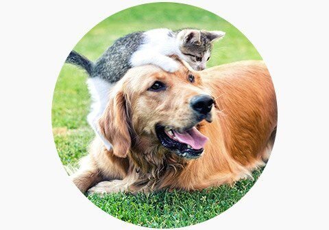 PROZINC (protamine zinc recombinant human insulin) U-40 Injectable for ...