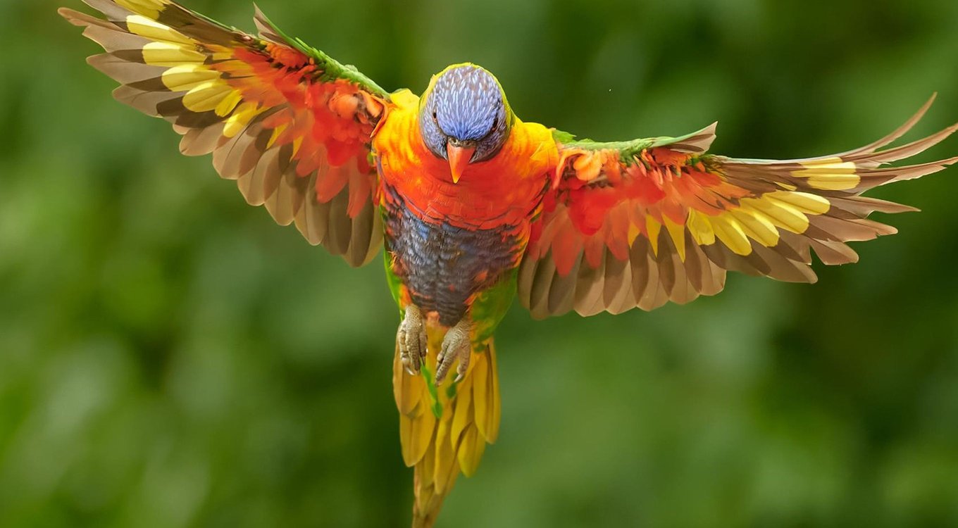 PENN-PLAX Bird-Life Natural E Cuttlebones Bird Supplement, 2 count ...