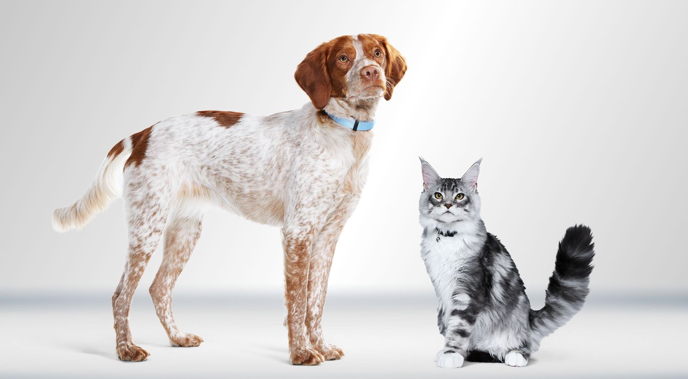 PET PROTECT Free Form Omega-3 Fish Oil Snip Tip Capsule Supplements for ...