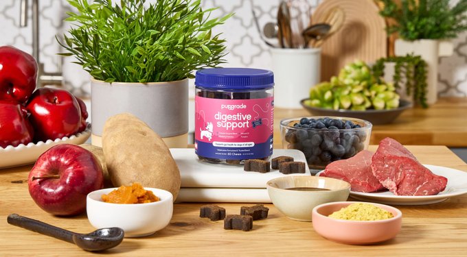 PUPGRADE Digestive Support Supplement for Dogs, 60 count - Chewy.com