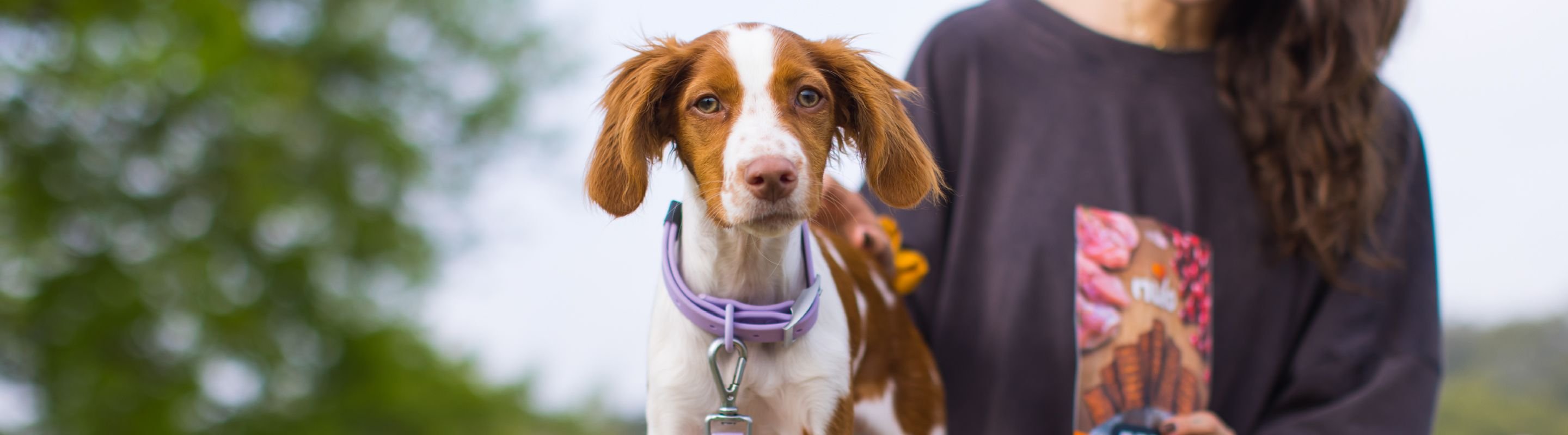 Merrick: Dog & Cat Food (Free Shipping) | Chewy