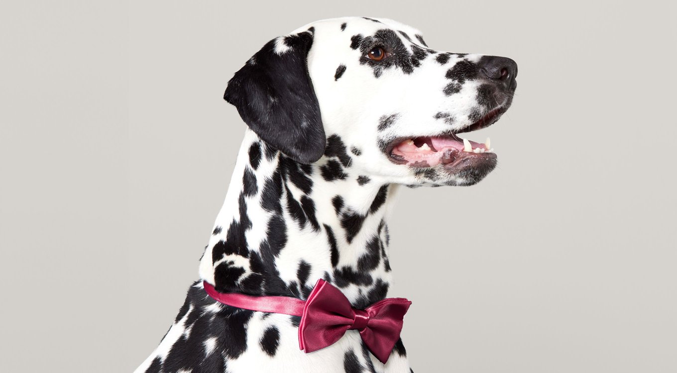 SMARTBONES Mini Peanut Butter Dog Treats, 56 count - Chewy.com