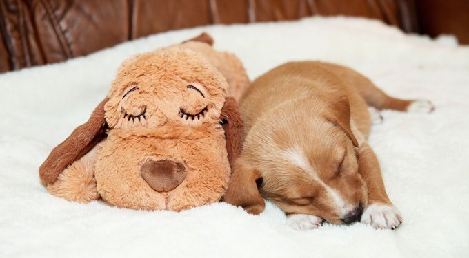 SMART PET LOVE Snuggle Puppy Comfortable Beginnings New Puppy Starter Kit Puppy, Blue - Chewy.com