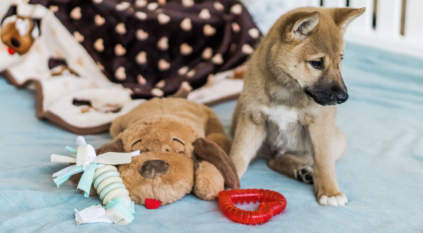 SMART PET LOVE Snuggle Puppy Comfortable Beginnings New Puppy Starter Kit Puppy, Pink - Chewy.com