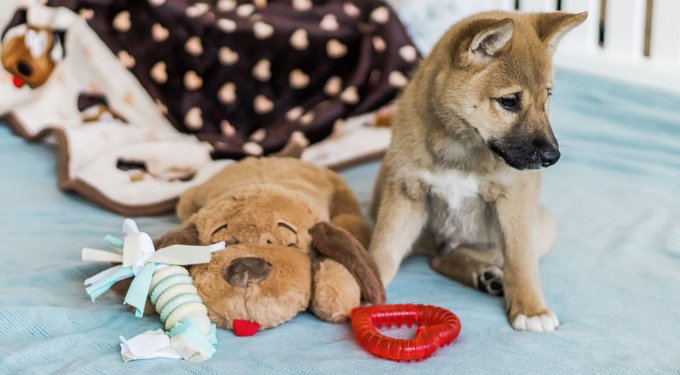 SMART PET LOVE Snuggle Puppy Comfortable Beginnings New Puppy Starter Kit Puppy, Neutral - Chewy.com