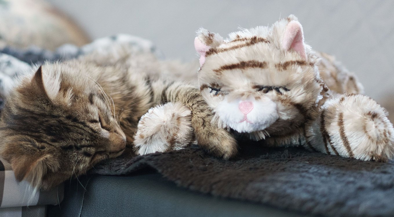 Smart Pet Love Snuggle Kitty Behavioral Aid Cat Toy (Free Shipping) | Chewy