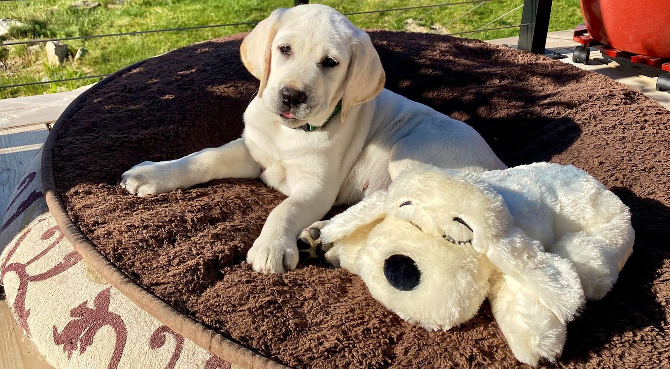 SNUGGLE PUPPY Original Snuggle Puppy Plush Dog Behavioral Aid Anxiety ...