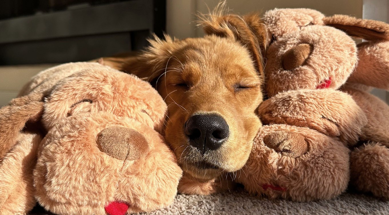 SNUGGLE PUPPY Original Snuggle Puppy Plush Dog Behavioral Aid Anxiety ...