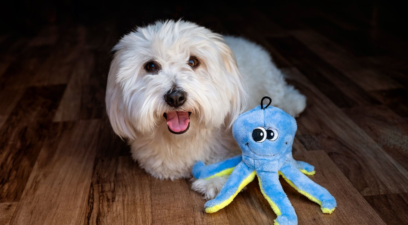 SNUGGLE PUPPY Tender-Tuffs Tiny Octopus Dog Toy, Small, Pink - Chewy.com