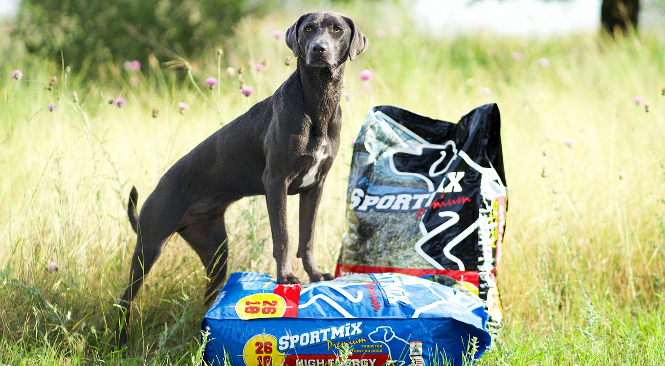 SPORTMIX Premium Energy Plus Adult Dry Dog Food, 50-lb bag - Chewy.com