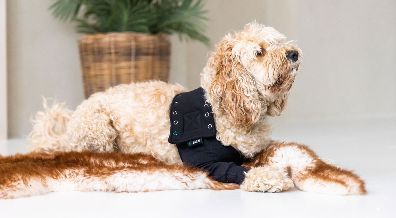 SUITICAL Recovery Sleeve for Dogs, Black, Large - Chewy.com