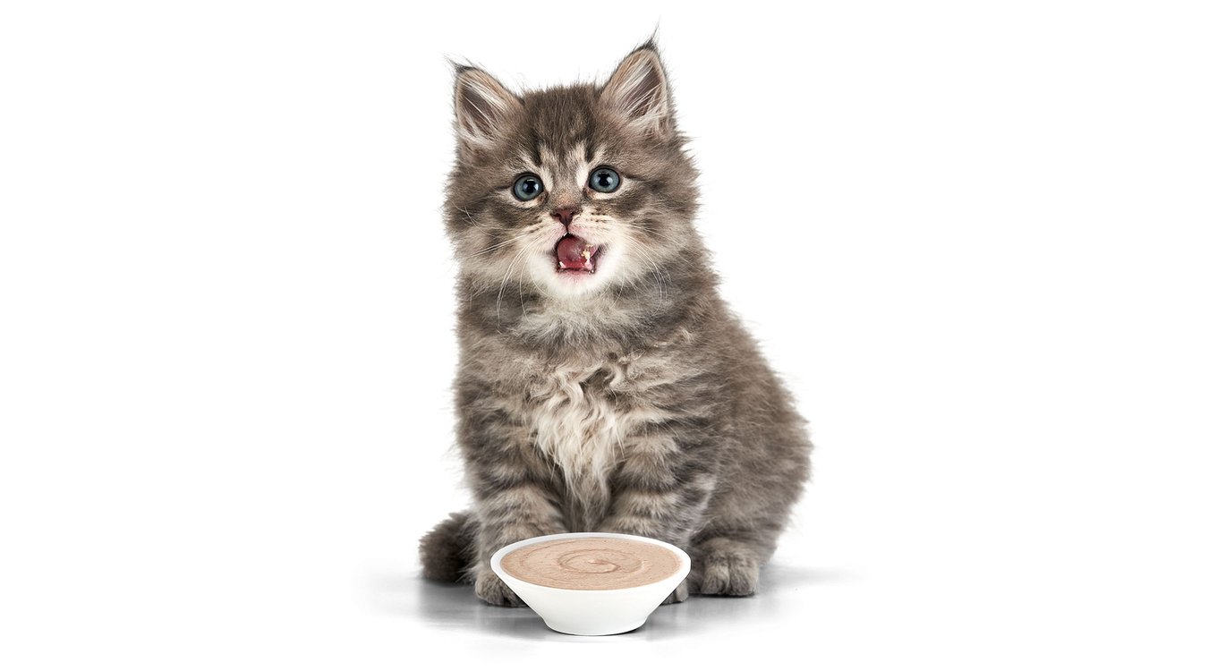 TIKI CAT Baby Mousse with Salmon & Chicken Liver in Broth Grain-Free ...