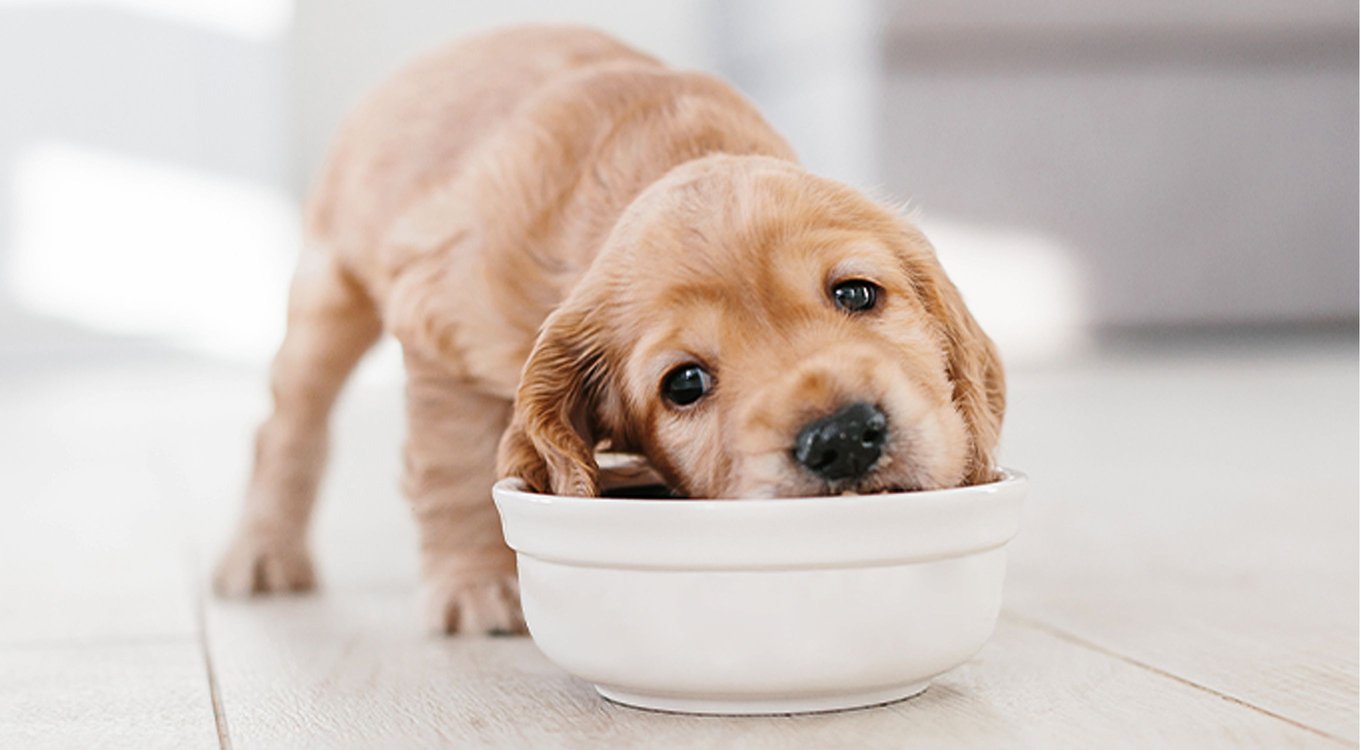 TIKI DOG Baby Mousse for Puppies Grain-Free, Beef, Beef Liver & Pumpkin ...