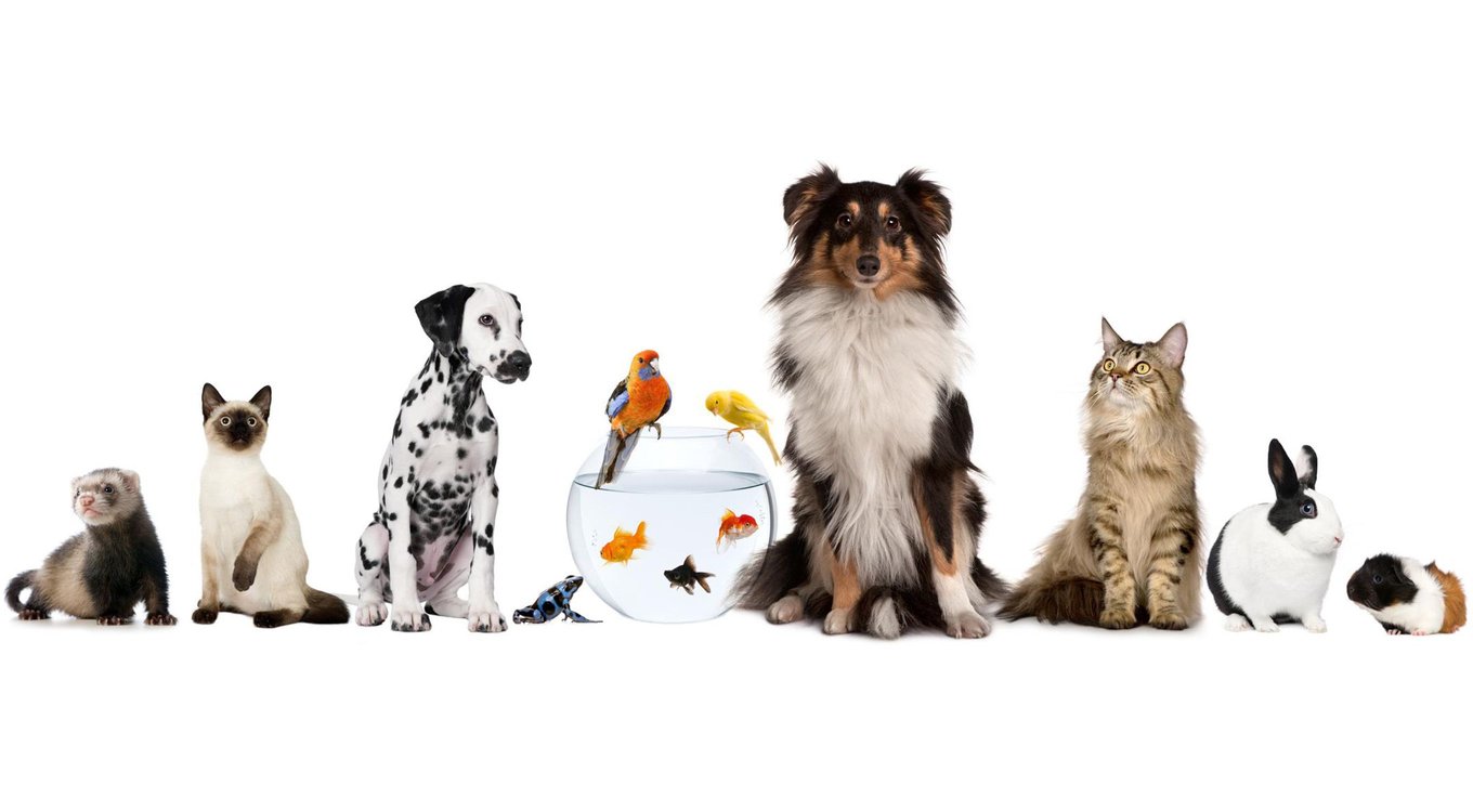 UNIPAWS Decorative Cat Litter Box Enclosure, Gray - Chewy.com