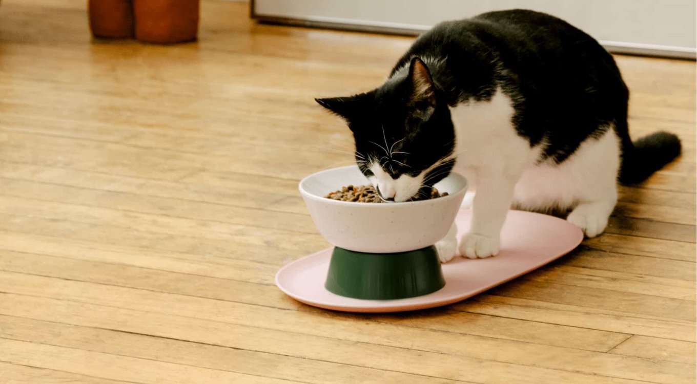 New Version Available - CAT PERSON BY WERUVA Duck & Turkey Grain-Free ...