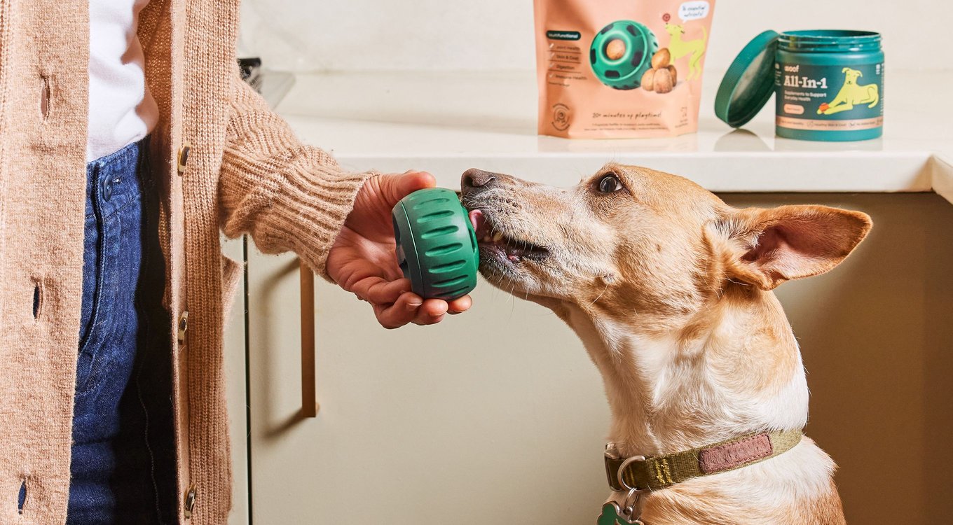 WOOF Pupsicle Power Chewer Refillable Dog Treat Dispenser Toy, Large ...