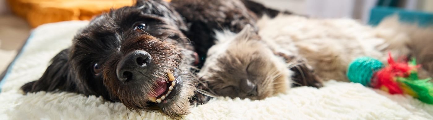 About Chewy.com (USA) | Chewy USA