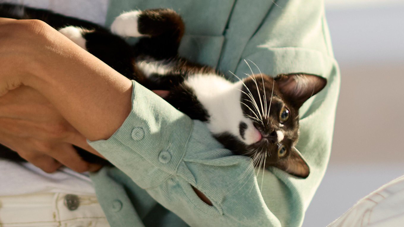 About Chewy.com (USA) | Chewy USA