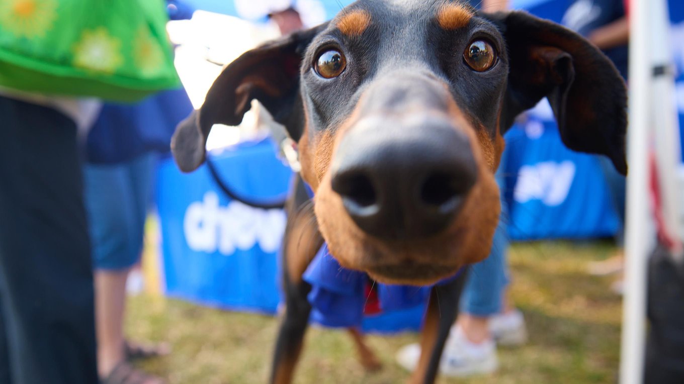 About Chewy.com (USA) | Chewy USA