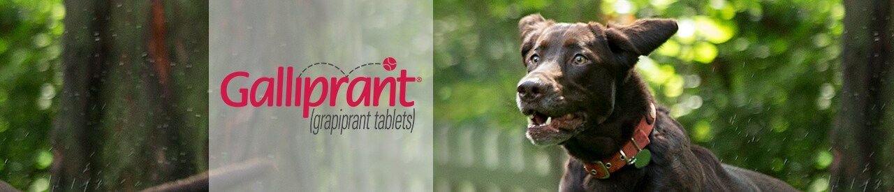 GALLIPRANT (grapiprant) Tablets for Dogs, 100-mg - Easy Refills | Chewy Rx