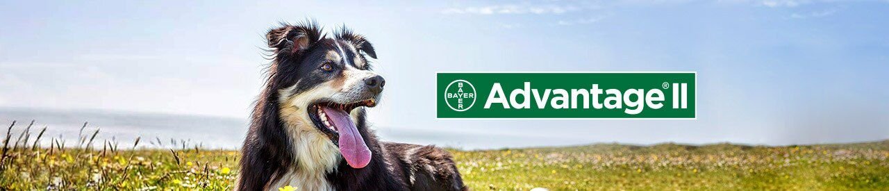 ADVANTAGE II Flea Treatment for Dogs, 21-55 lbs, 4 Doses (4-mos. supply ...