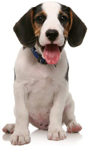 BLUE BUFFALO Freedom Puppy Grain-Free Chicken & Potatoes Dry Dog Food ...