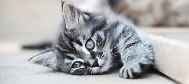 BLUE BUFFALO Tastefuls Chicken & Brown Rice Recipe Kitten Dry Cat Food ...