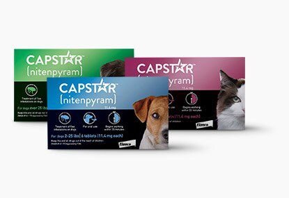 CAPSTAR Flea Oral Treatment for Cats, 2-25 lbs, 6 Tablets - Chewy.com