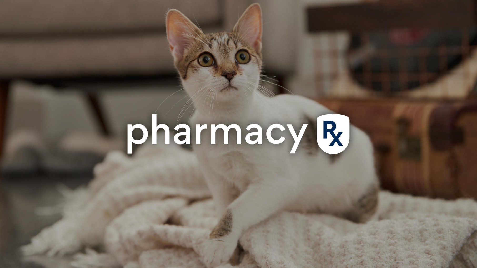 Cat Dental Care & Teeth Cleaning Products (Free Shipping) | Chewy