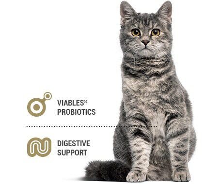 DIAMOND Naturals Active Chicken Meal & Rice Formula Dry Cat Food, 18-lb ...