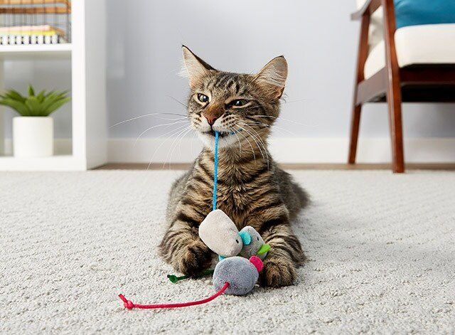 FRISCO Plush, Teaser & Ball Variety Pack Cat Toy with Catnip, 12 count ...