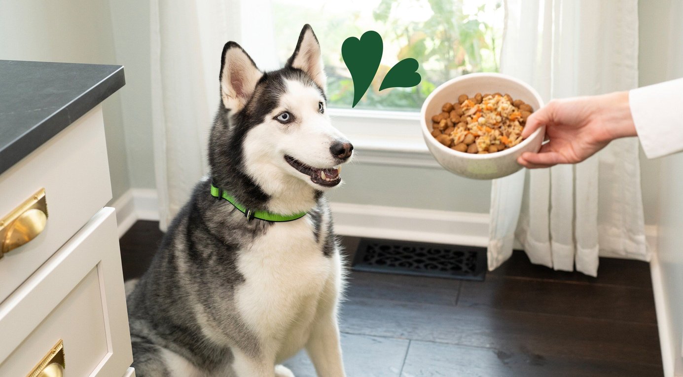 Greenies: Pet Dental Treats (Free Shipping) | Chewy