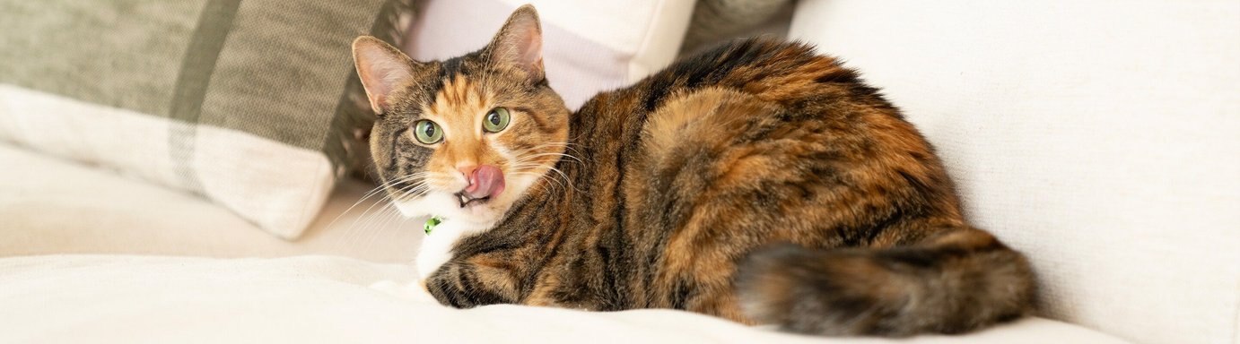 Greenies: Pet Dental Treats (Free Shipping) | Chewy