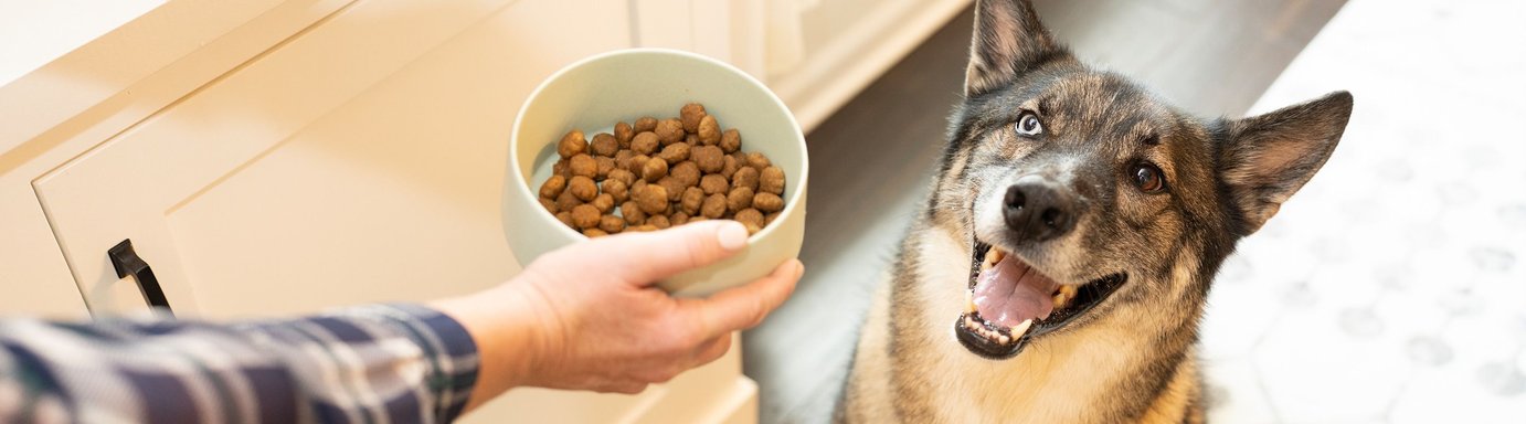 Greenies: Pet Dental Treats (Free Shipping) | Chewy