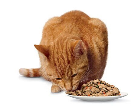 HILL'S PRESCRIPTION DIET m/d GlucoSupport Chicken Flavor Dry Cat Food ...