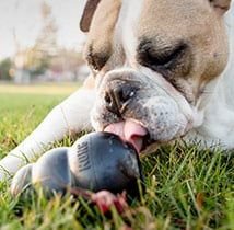 KONG Extreme Dog Toy, X-Large - Chewy.com